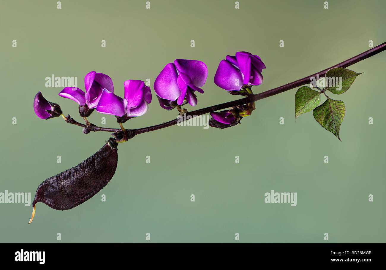 Flowers, flower buds, seed pod (bean), and leaf of hyacinth bean plant ...