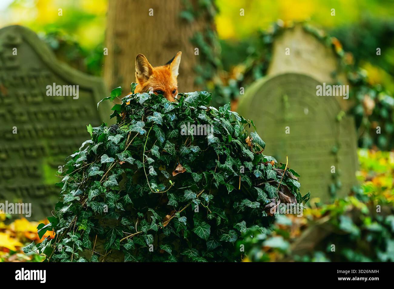 male red fox (Vulpes vulpes) only the ears are visible in the green ...