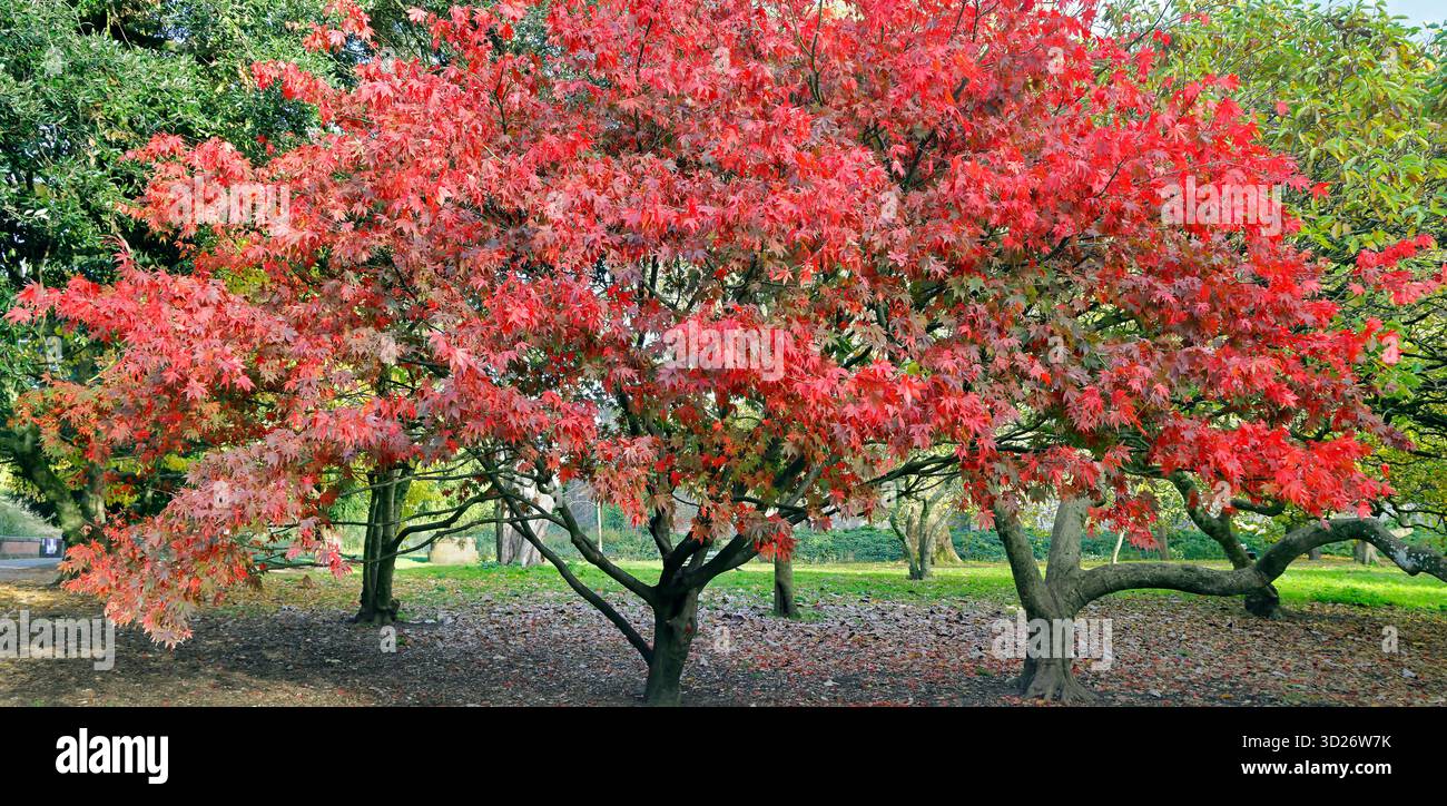Acer Japonica trees during the autumn, Bute Park, Cardiff City Centre ...