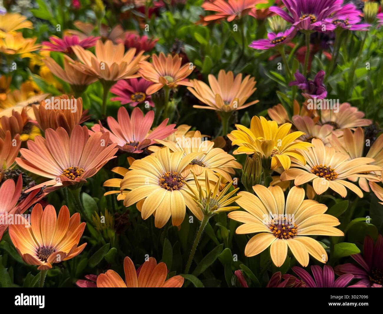 Dimorphotheca ecklonis african daisy hi-res stock photography and ...