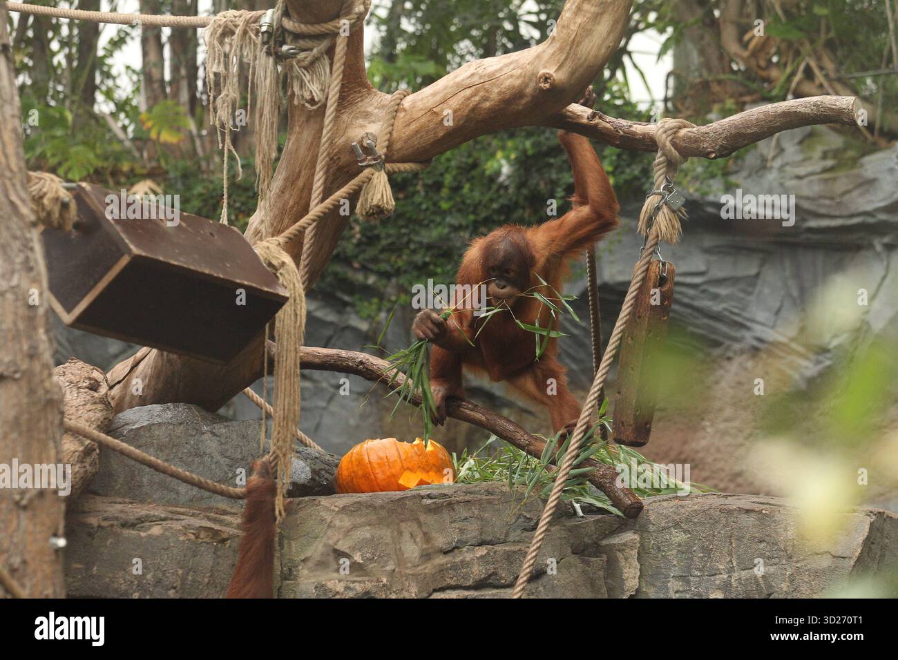 RECORD DATE NOT STATED Halloween im Orang-Utan-Haus im Tierpark ...