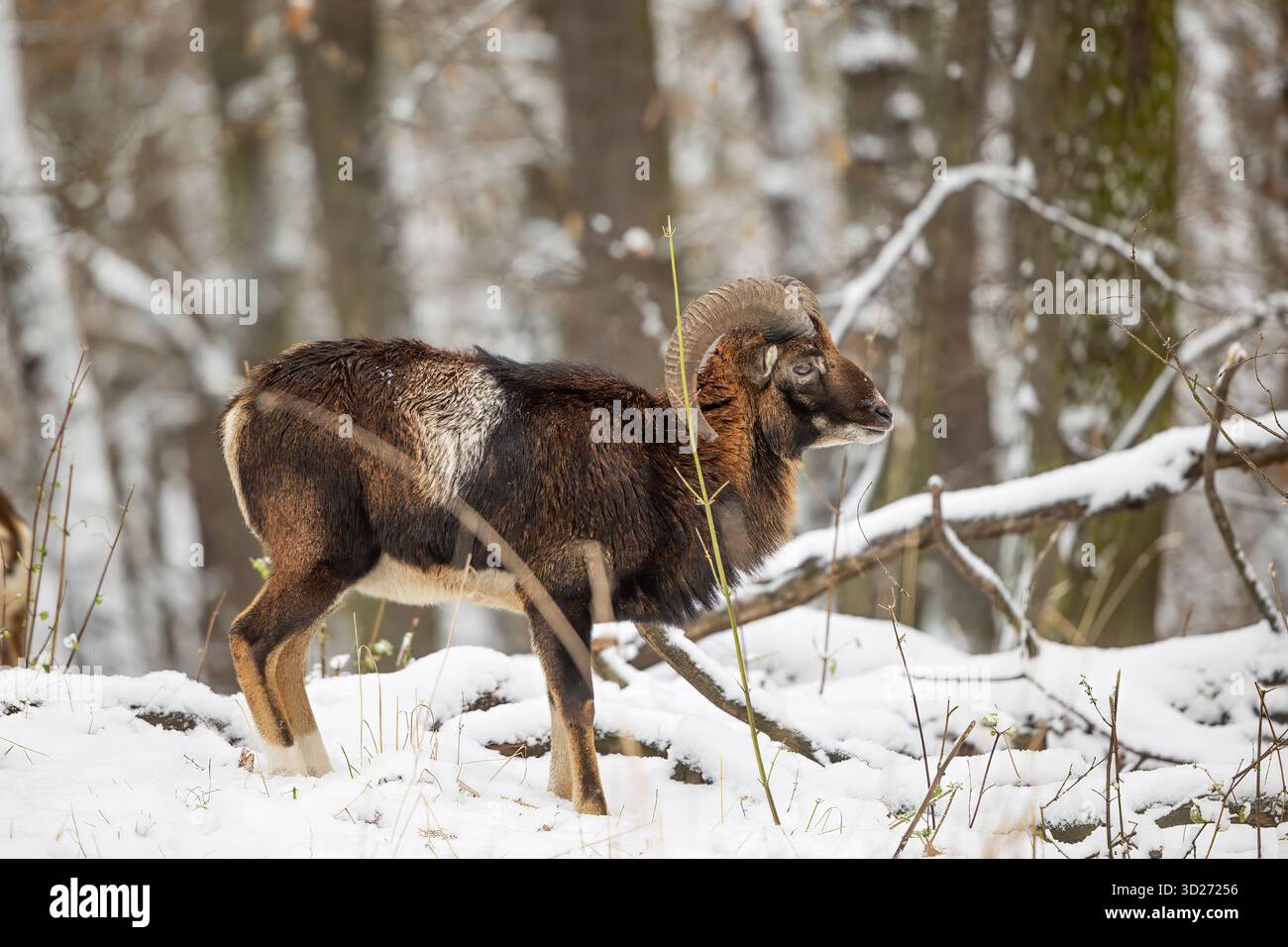 male mouflon (Ovis aries musimon) s a feral subspecies of the primitive ...