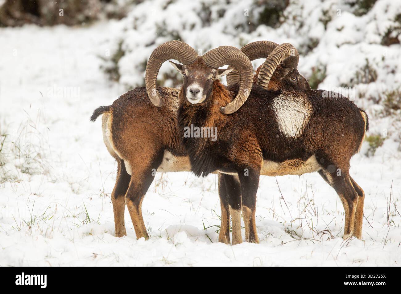 male mouflon (Ovis aries musimon) s a feral subspecies of the primitive ...