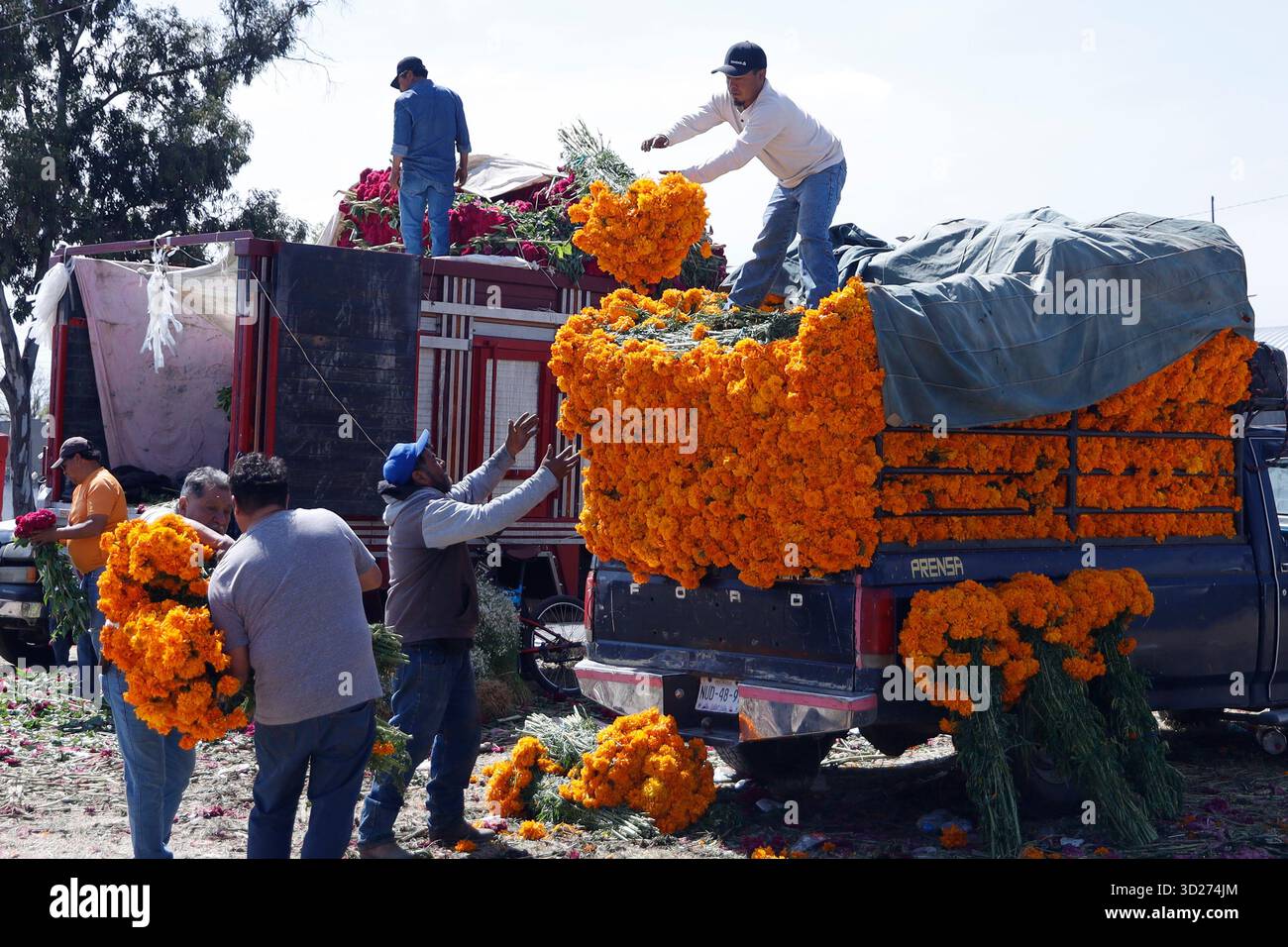 Vendors at the Central de Abasto market unload cempasuchil and ...