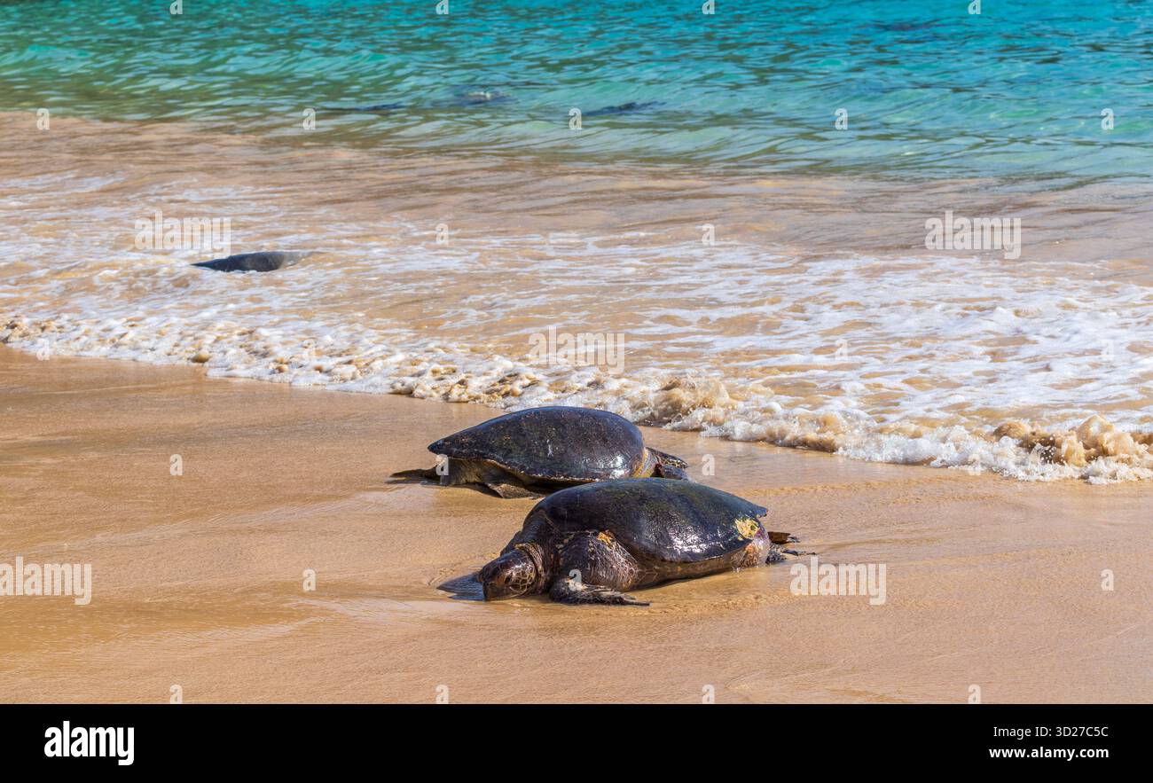 green sea turtle Chelonia mydas relax on beach, Galapagos, Ecuador ...
