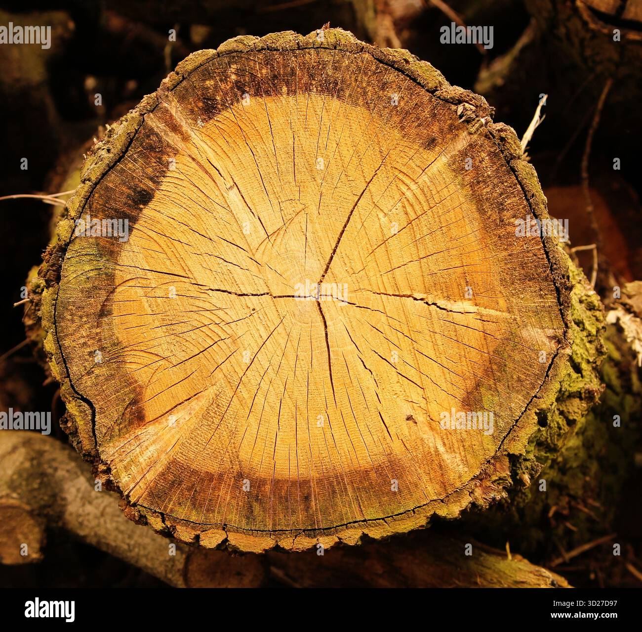 A cross section of a log showing the rings and sections of the tree ...