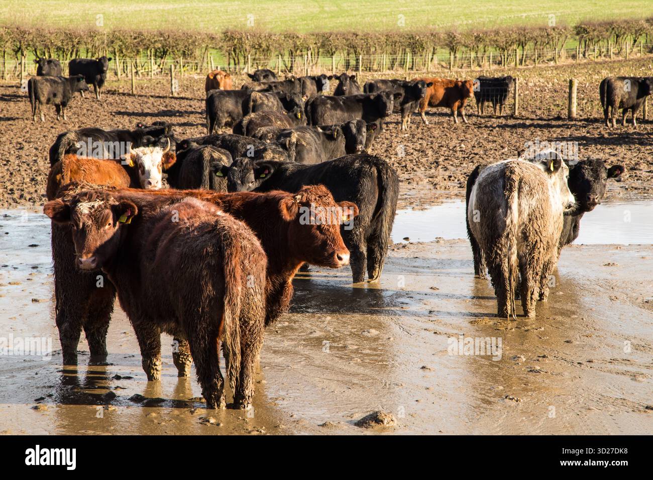 Brown water flooded land hi-res stock photography and images - Alamy