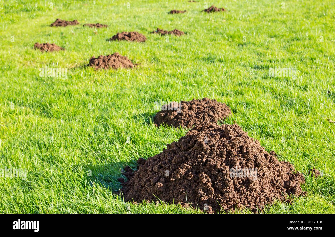 A pattern of molehills in a field of grass Stock Photo - Alamy