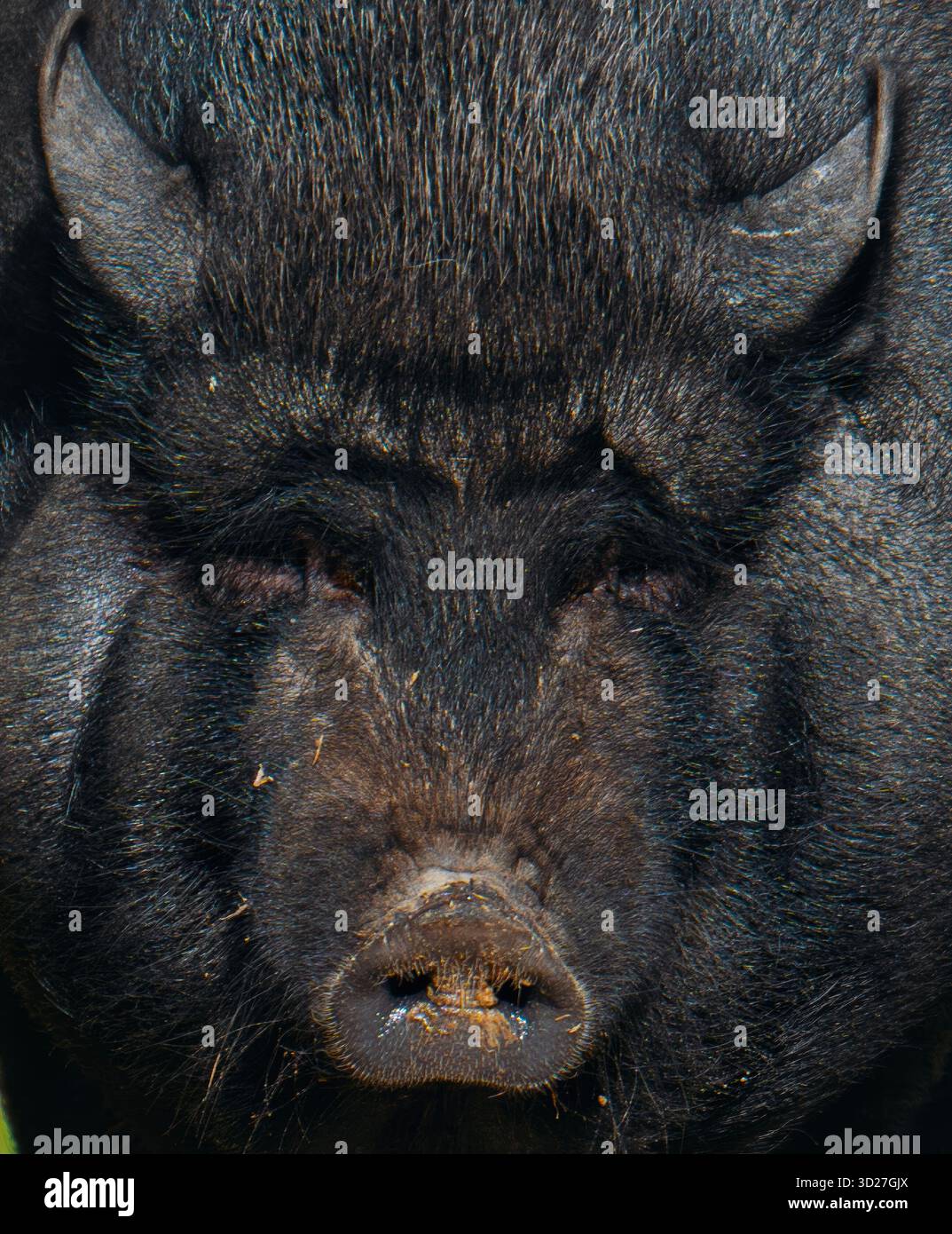 A close up of a pig's face with its eyes closed. The pig's face is ...