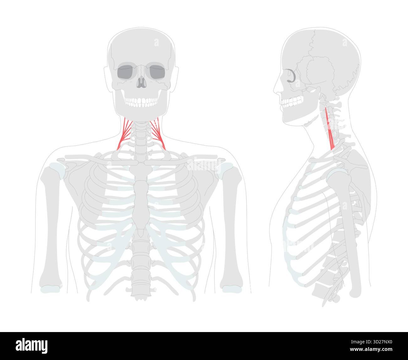 Scalene anterior Cut Out Stock Images & Pictures - Alamy