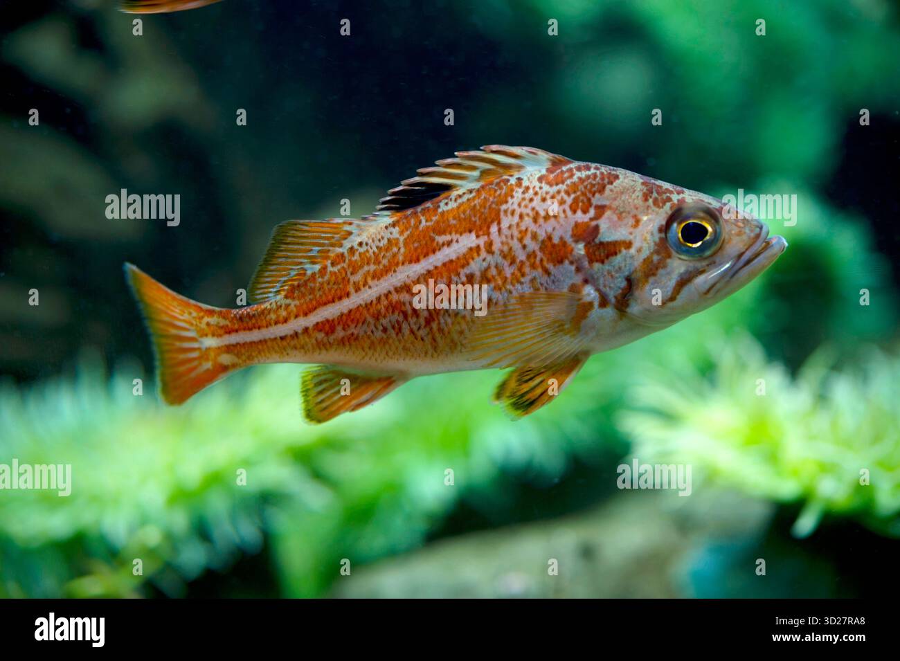 Juvenile Canary Rockfish (Sebastes pinniger Stock Photo - Alamy