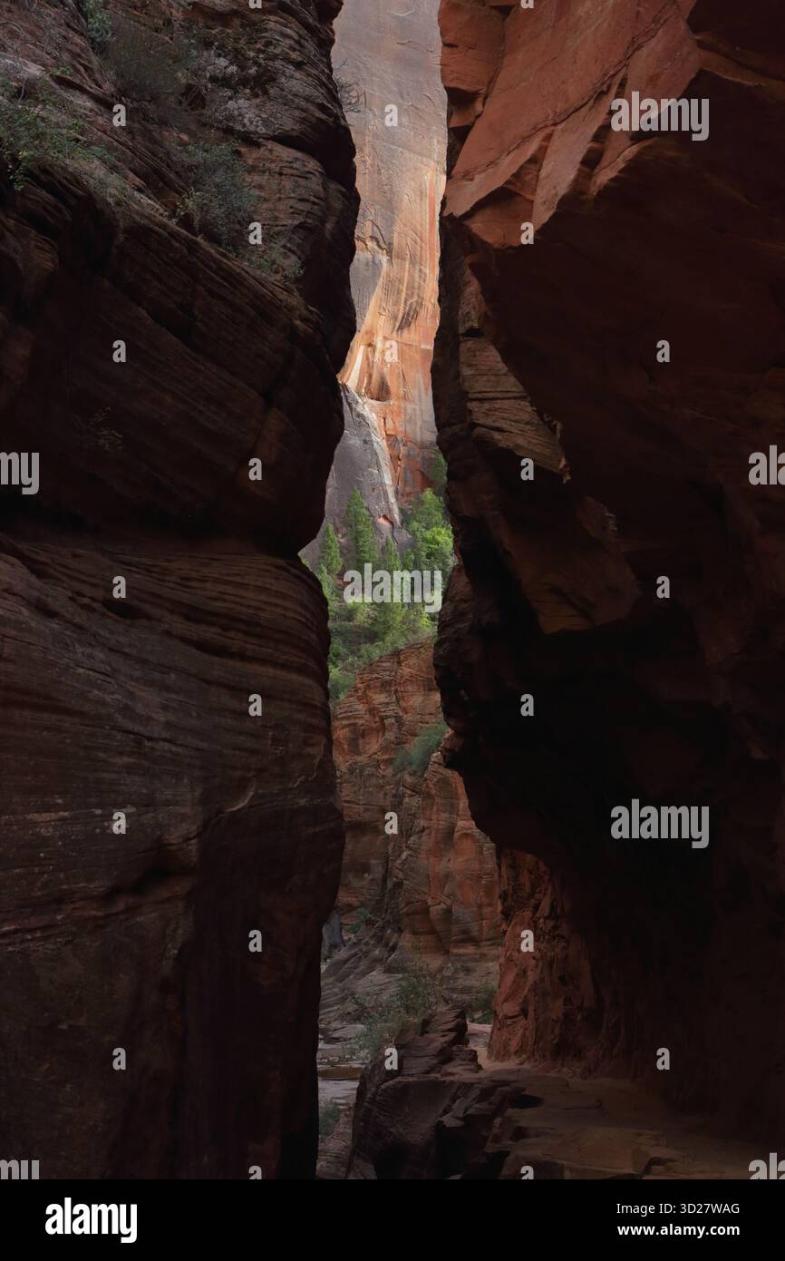 Narrow view between tall sandstone cliffs in a slot canyon at Zion ...
