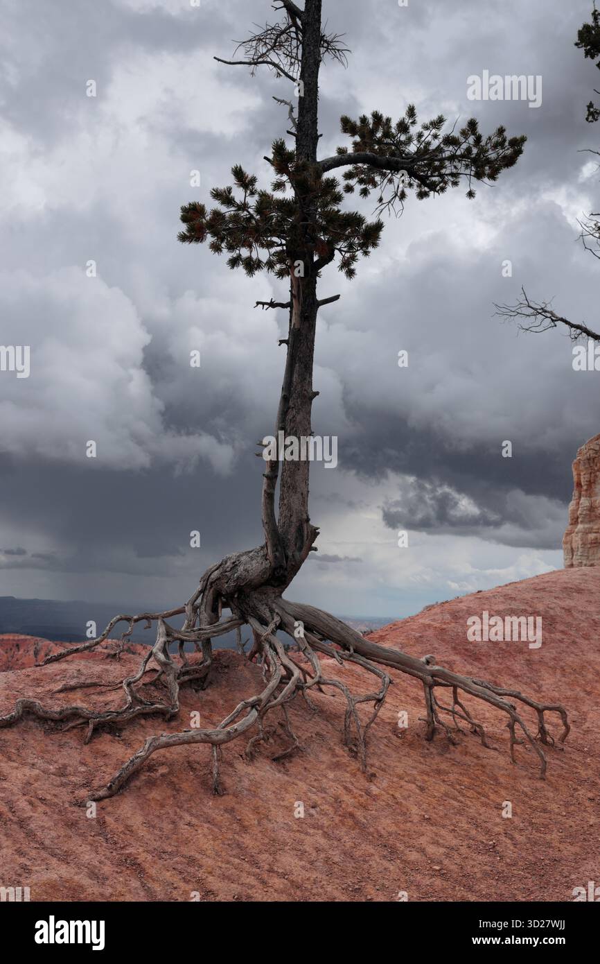 Solitary tree with roots exposed by erosion at the edge of a cliff in ...