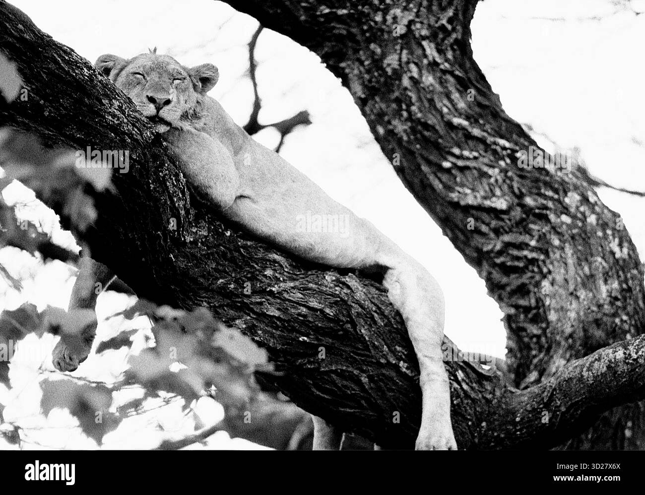 Lake manyara national Black and White Stock Photos & Images - Alamy