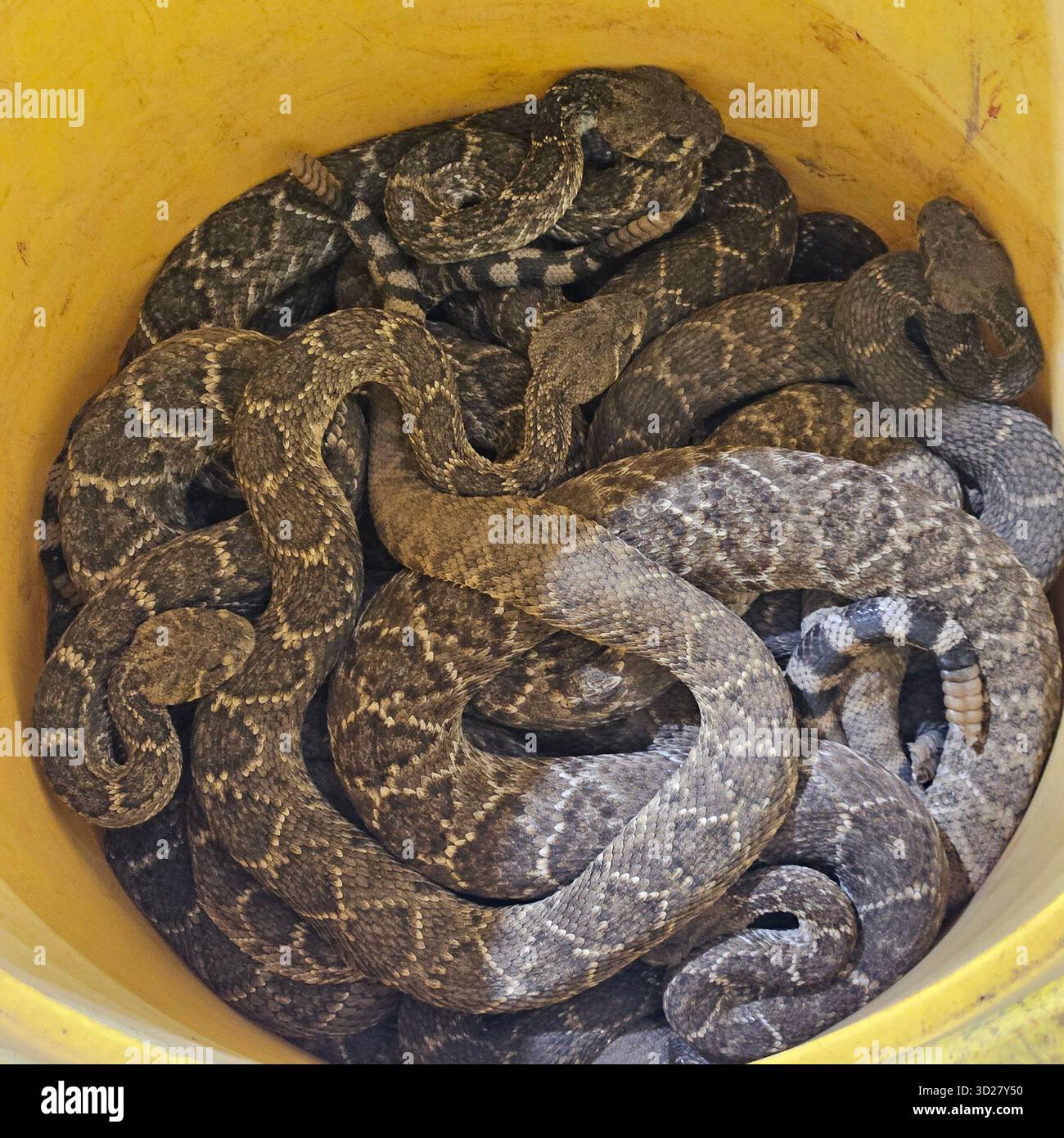 Bucket full of Rattlesnakes at the Sweetwater Rattlesnake Round-Up ...
