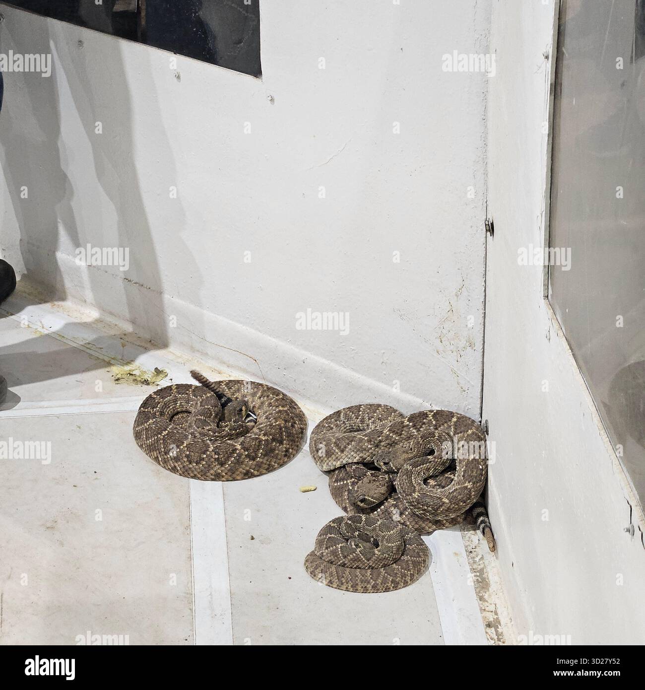 Texas Rattlesnake Round-Up Containment Pool with Live Snakes Stock ...