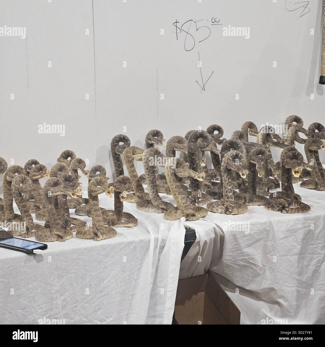 Taxidermy Rattlesnakes on Display at Sweetwater Rattlesnake Round-Up ...
