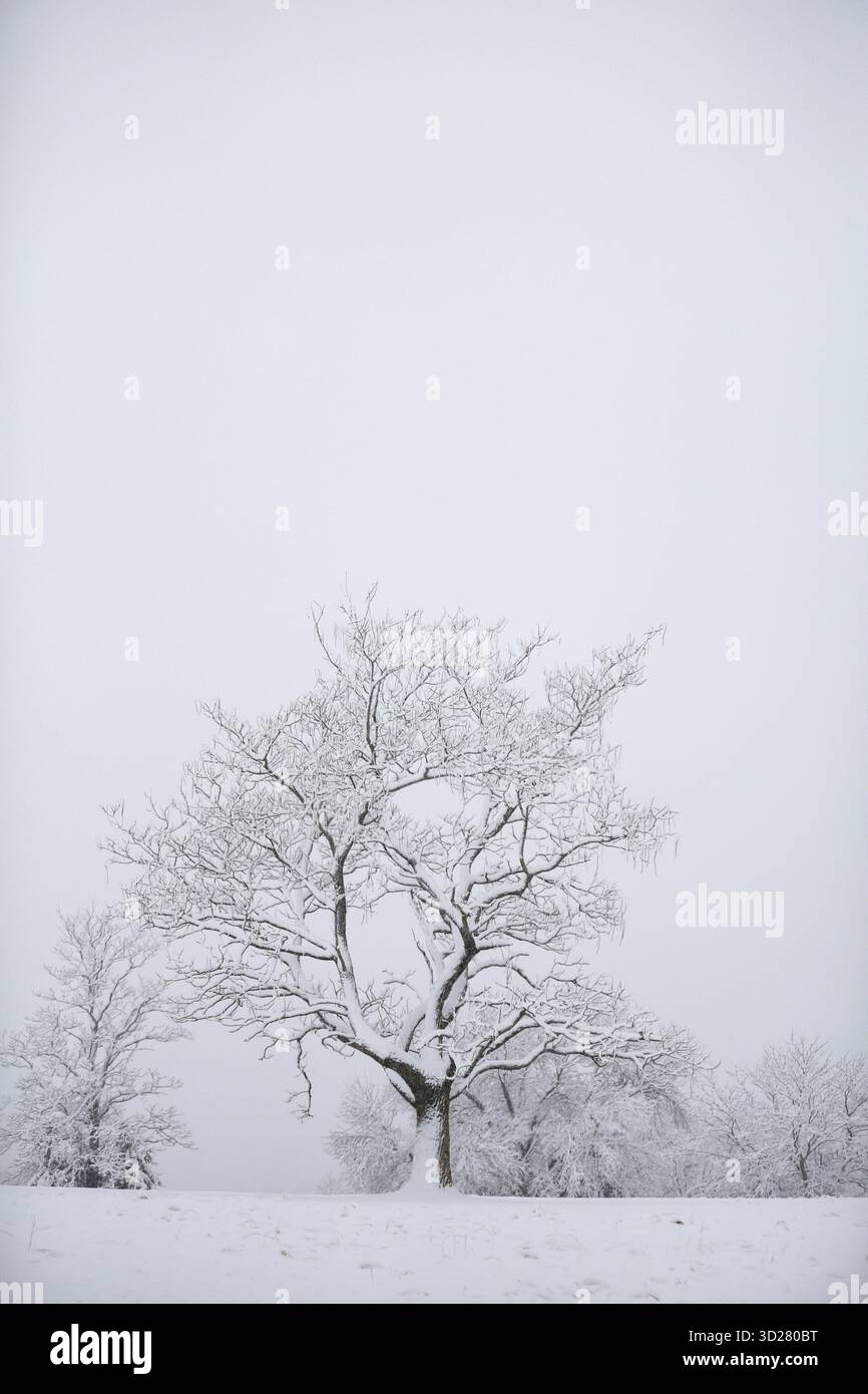 A landscape features tall trees blanketed in snow, surrounded by thick ...