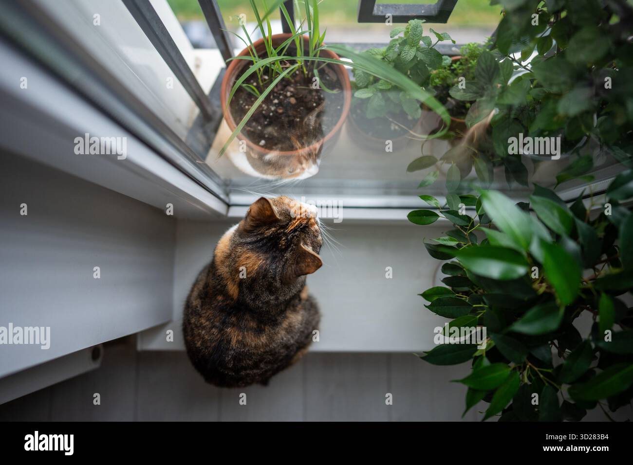 Domestic cat sitting on balcony windowsill beside potted ficus ...