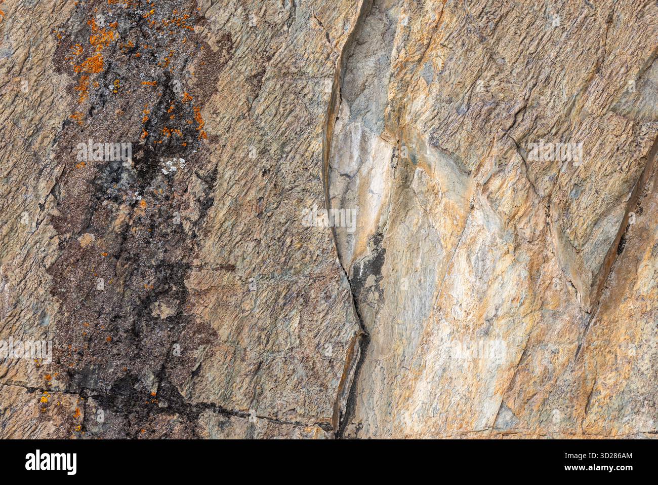 Rugged rock surface displays intricate textures and cracks, adorned ...