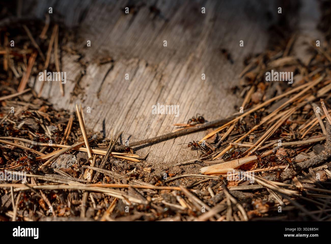 Macro view group black ants hi-res stock photography and images - Alamy