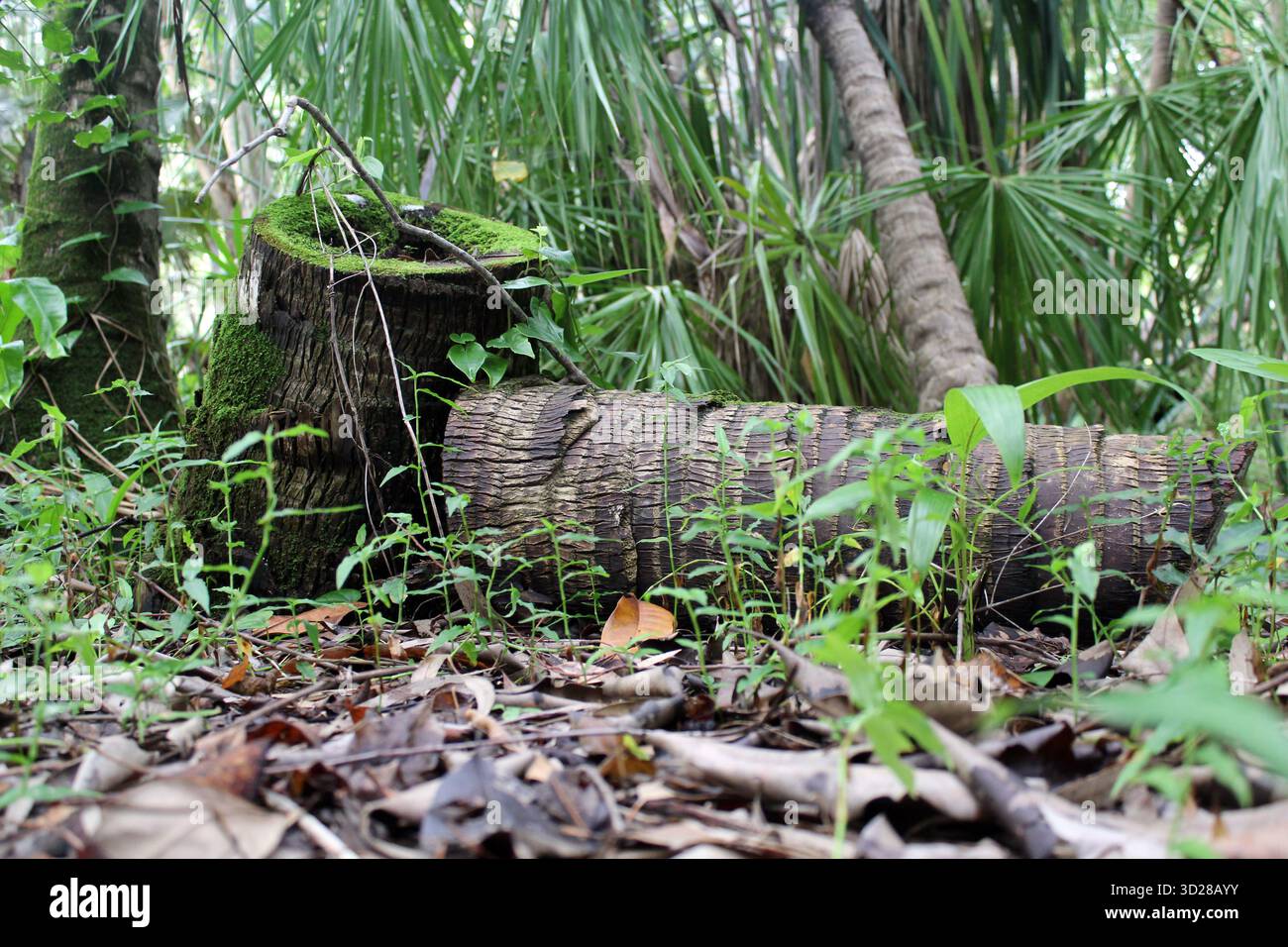 Palm tree stump covered with moss surrounded by plants and dried leaves ...