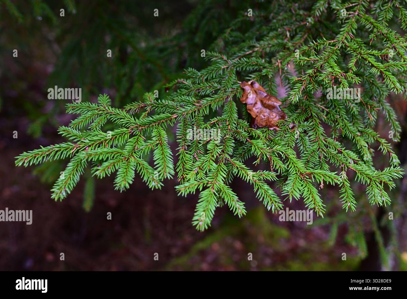 Skånes-Fagerhult, Skåne, Sweden. October 30 2025. Macro View of Fir ...
