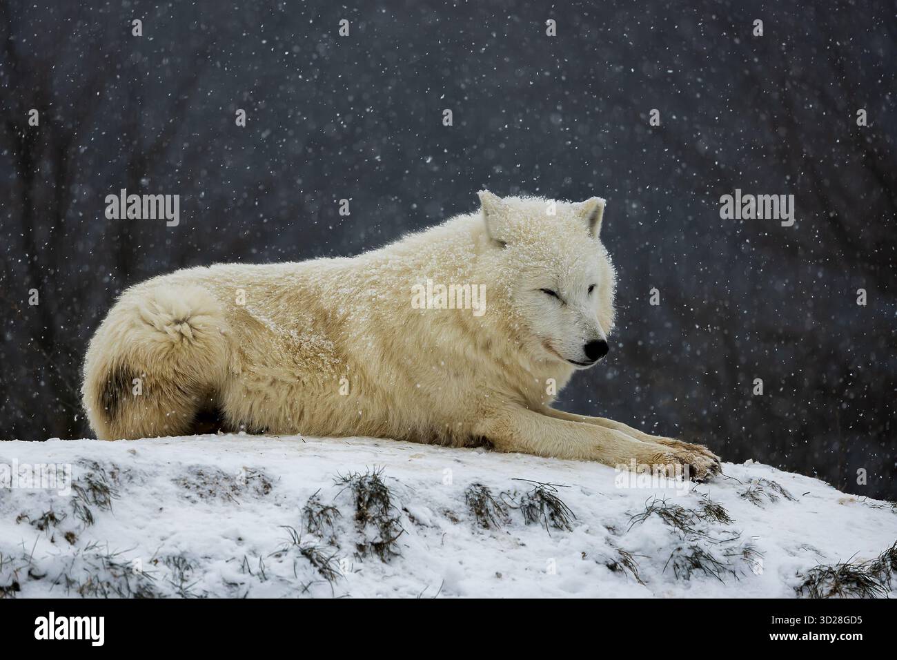 Winter slowly falling snow background hi-res stock photography and ...