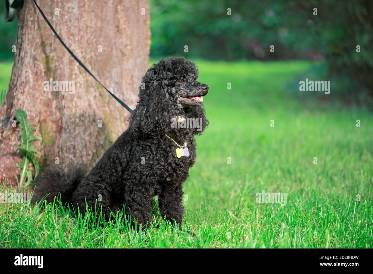 Happy black Poodle with its tongue out is sitting tied by a leash to a ...