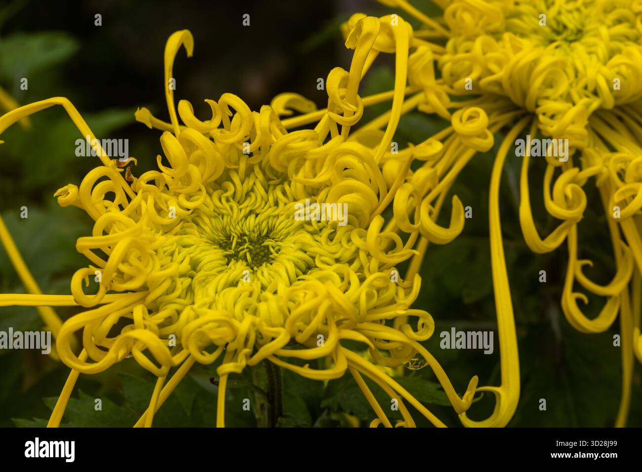 Chrysanthemum flowers are in full bloom in Jinan City, east China's ...