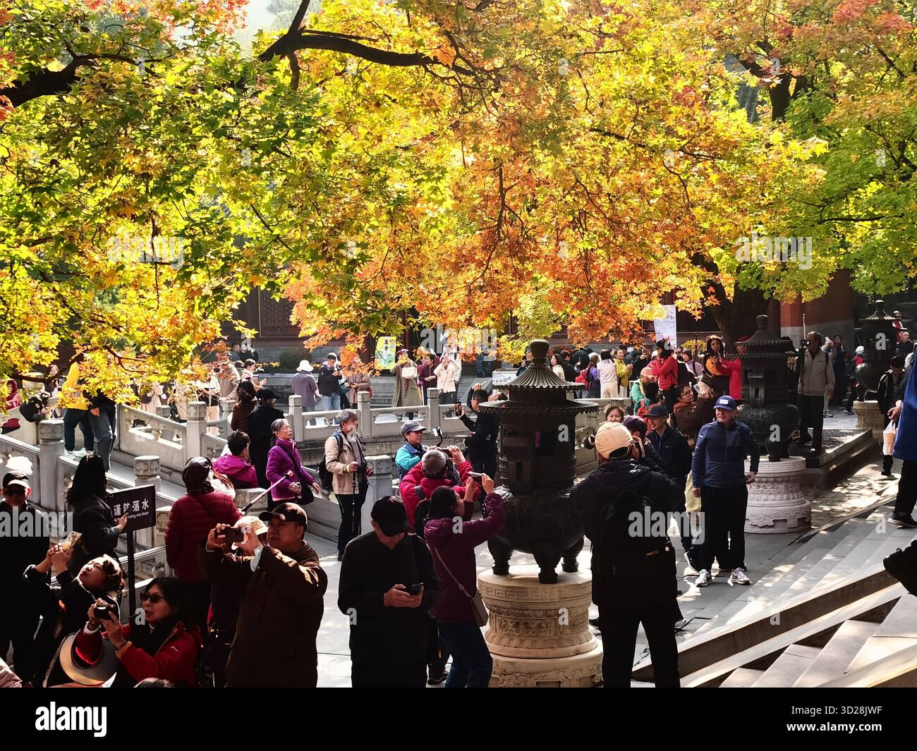 Maple leaves turn red at Xiangshan Park in Beijing, China, 28 October ...