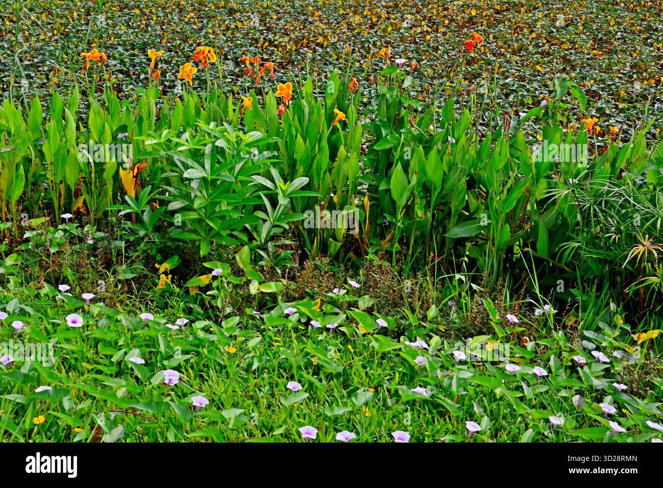 Autumn scenery at a wetland park in Sanya City, southernmost China's ...