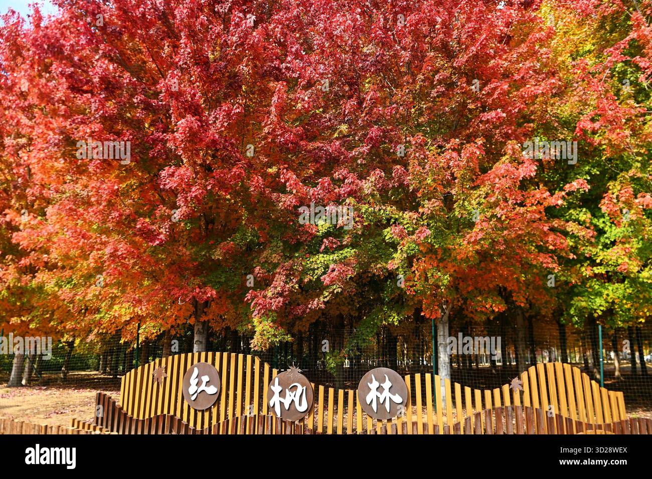 Red maple trees attract tourists in Qingdao City, east China's Shandong ...