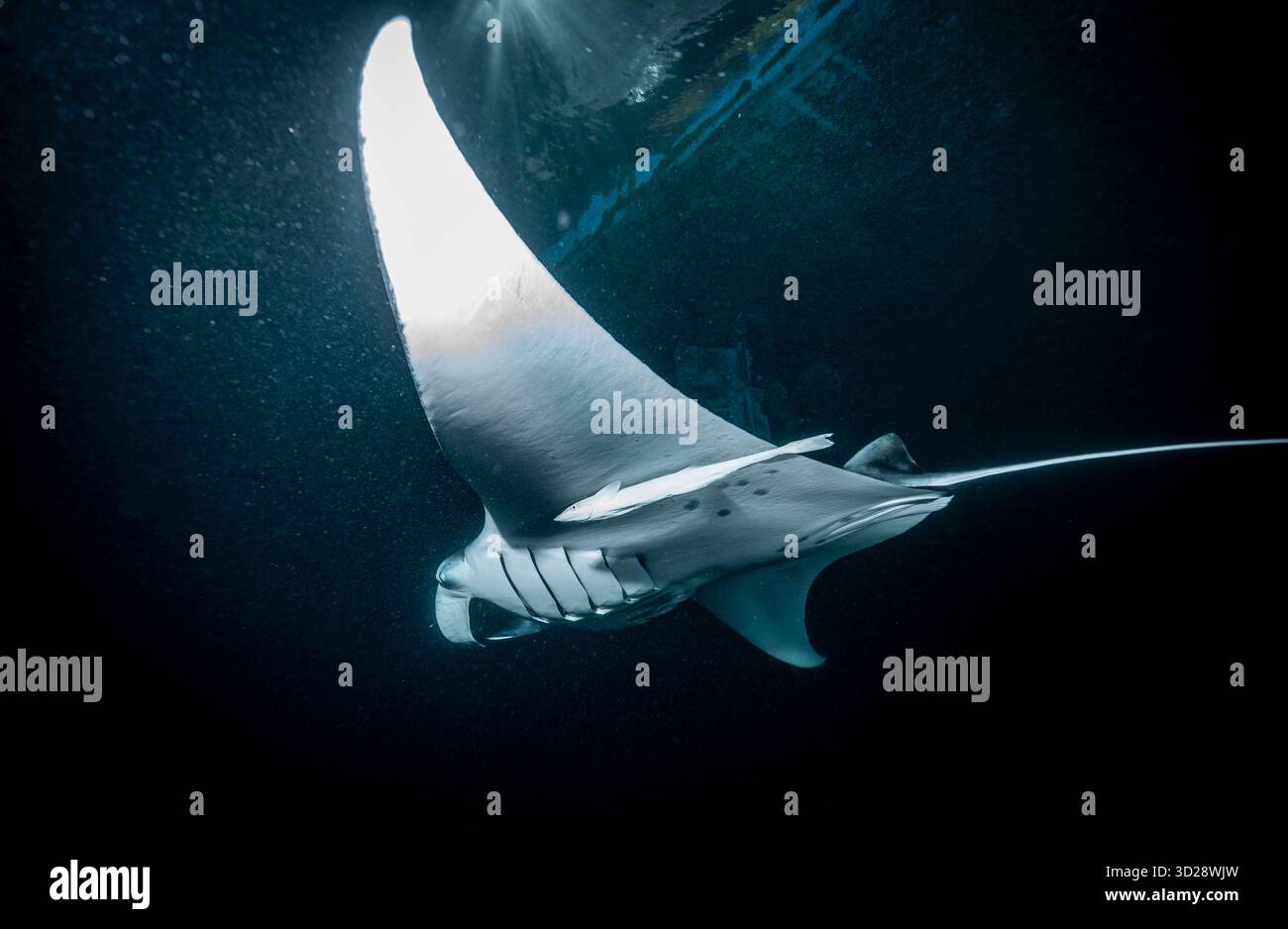 Manta Ray following flashlights to feed on Plankton in the Maldives ...