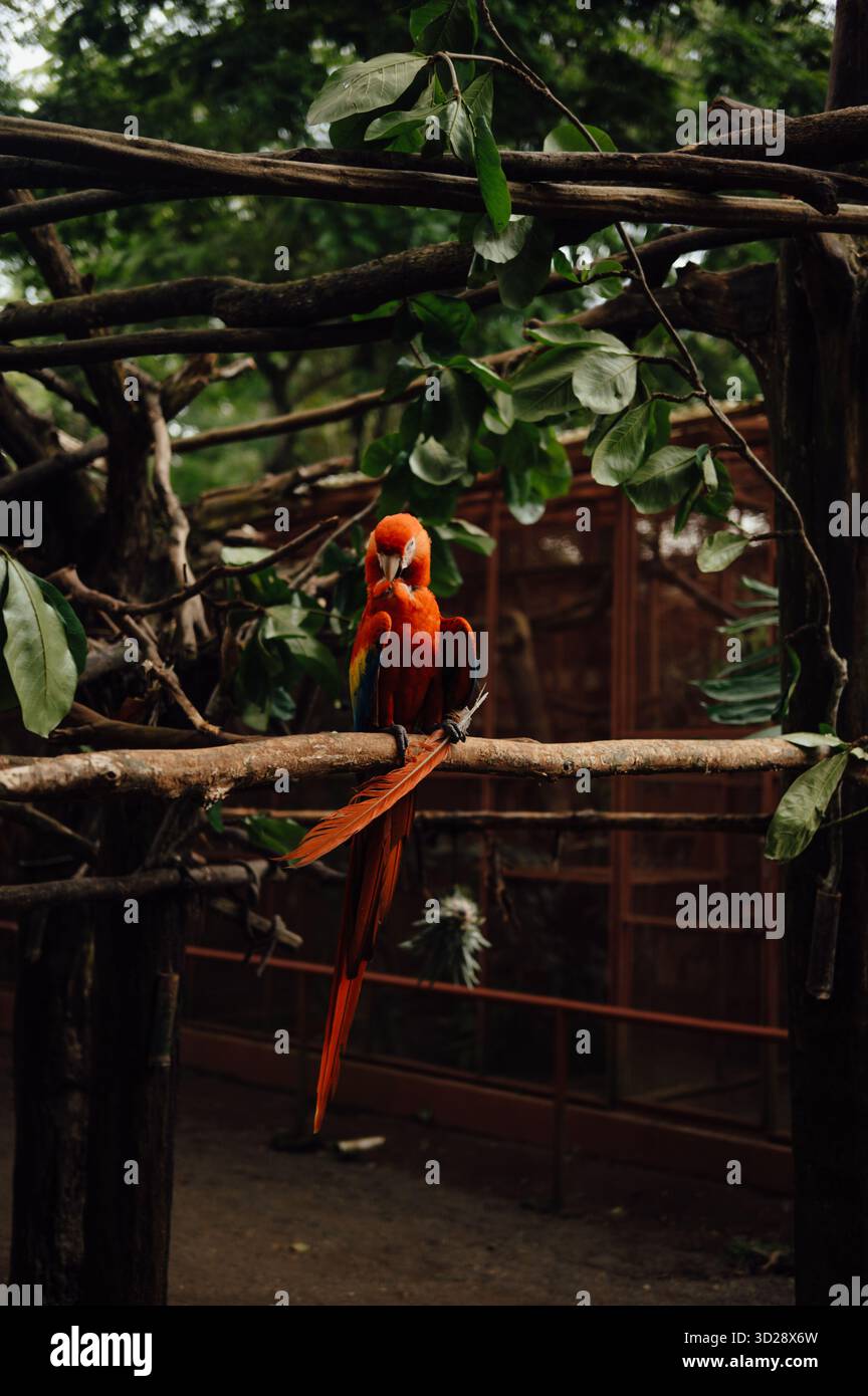 Scarlet Macaw Perched on Branch at Animal Sanctuary, Puerto Viejo Stock ...