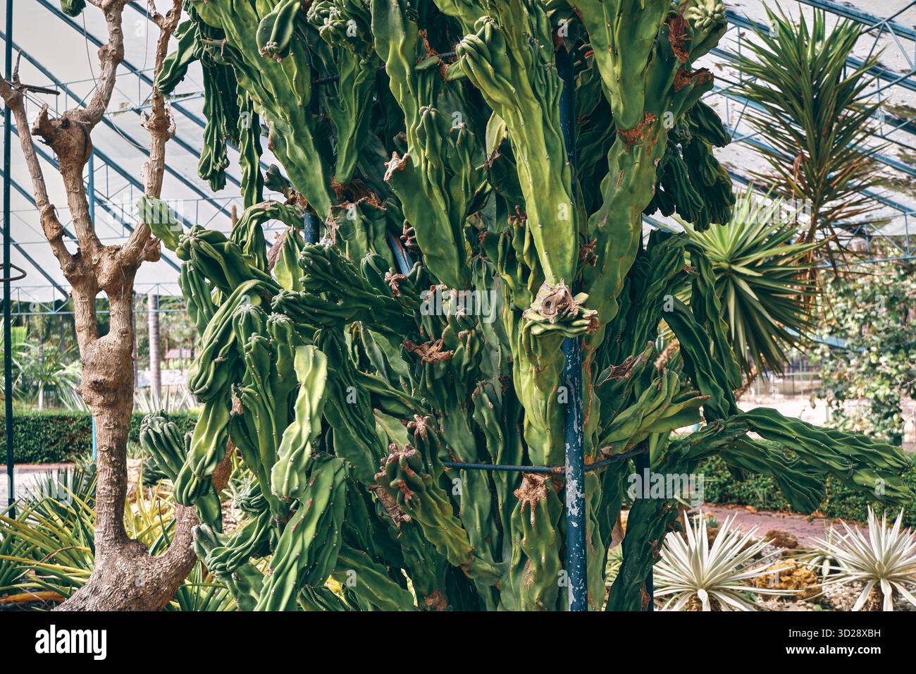 Tall columnar cactus species growing upright in a greenhouse section of ...