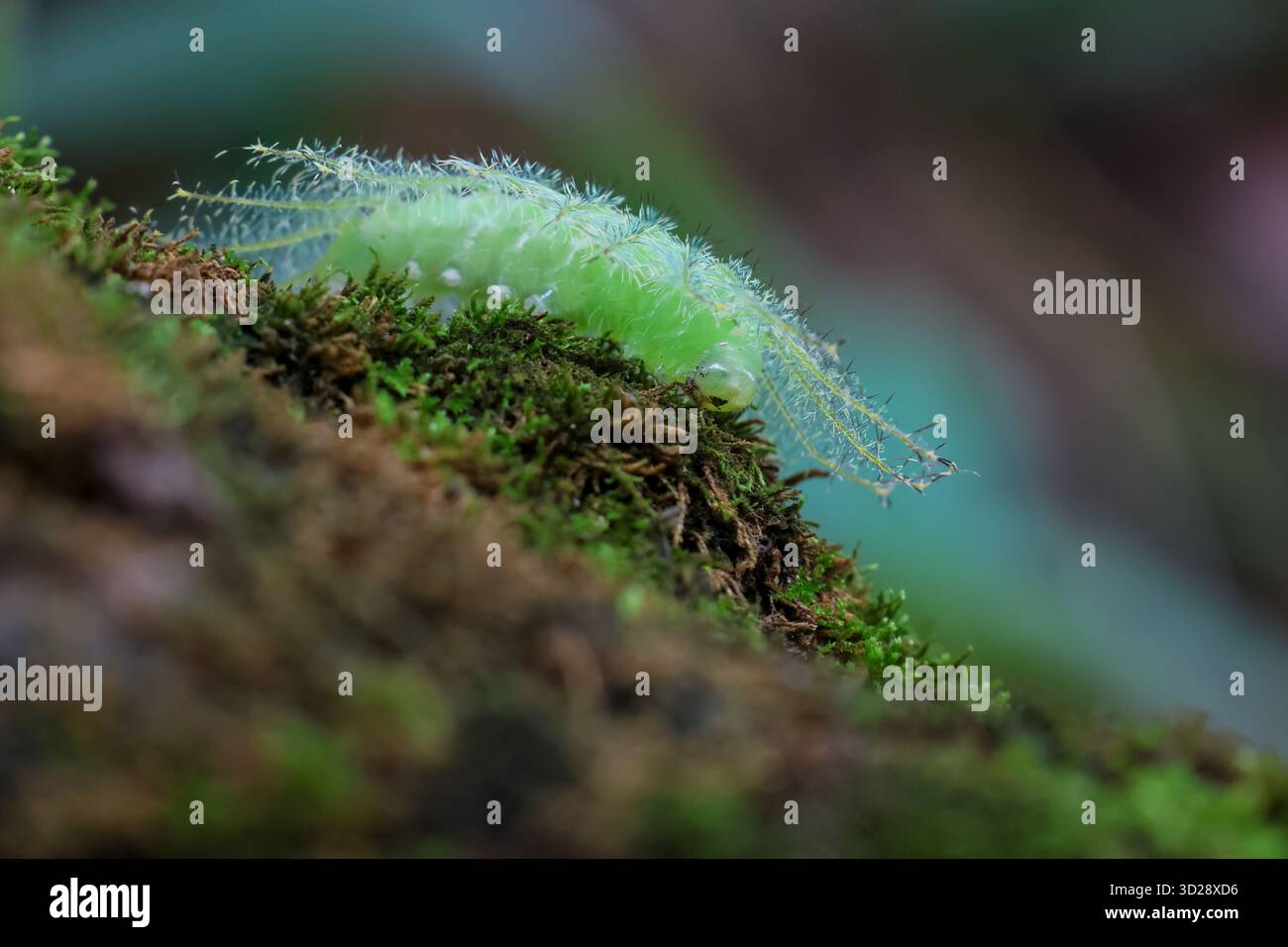 Common Baron caterpillar, Euthalia aconthea, green caterpillar with ...