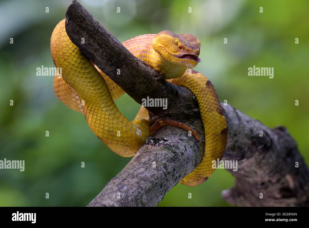 Yellow white-lipped pit viper coiled around a tree Stock Photo - Alamy