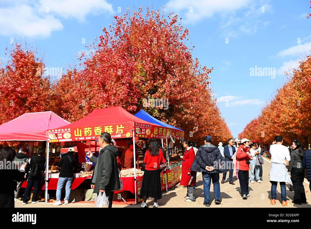 Red maple trees attract tourists in Qingdao City, east China's Shandong ...