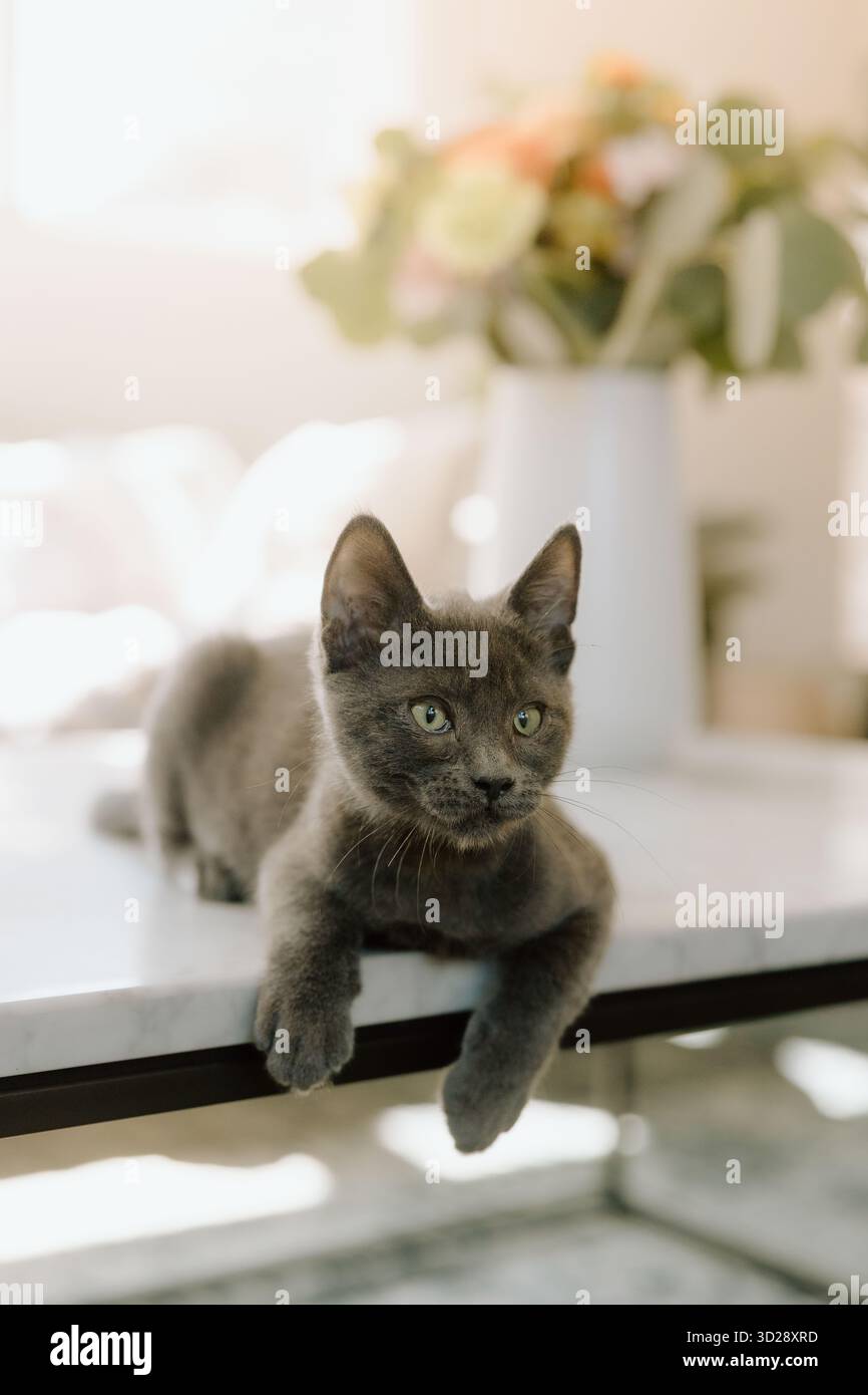 Resting gray domestic cat hi-res stock photography and images - Alamy