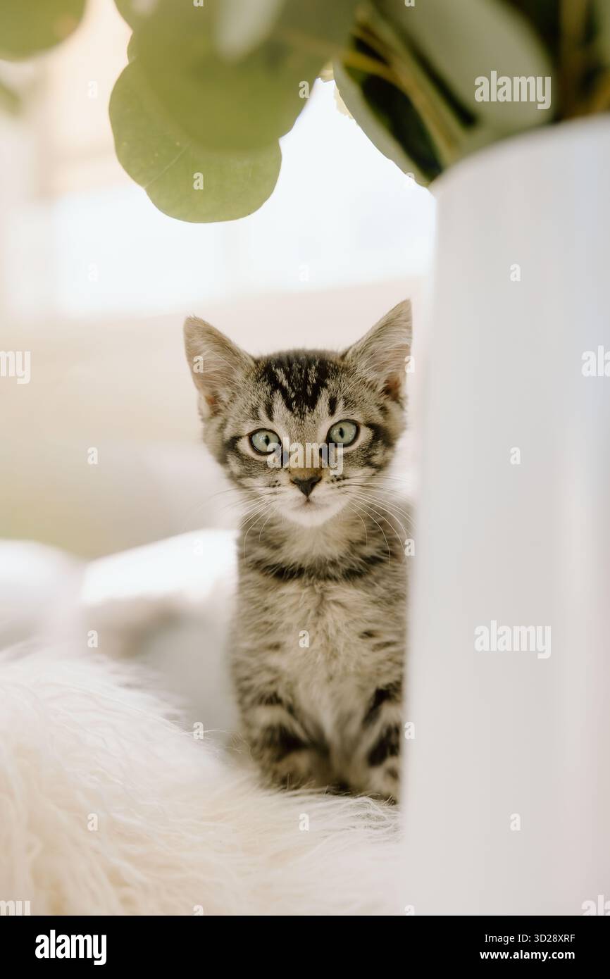 Animal foster hi-res stock photography and images - Alamy
