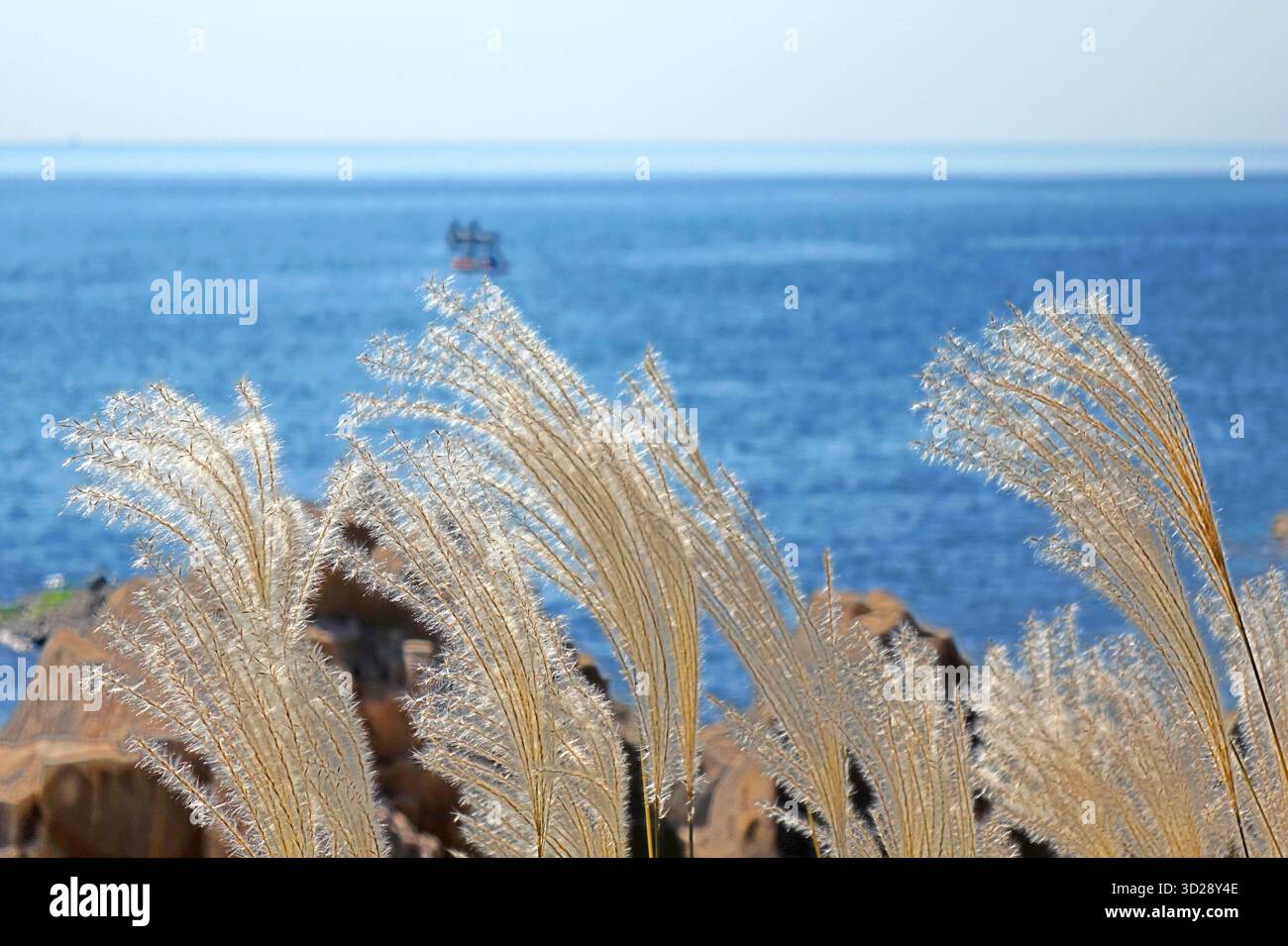 Clusters of reed catkins bloom in Qingdao City, east China's Shandong ...