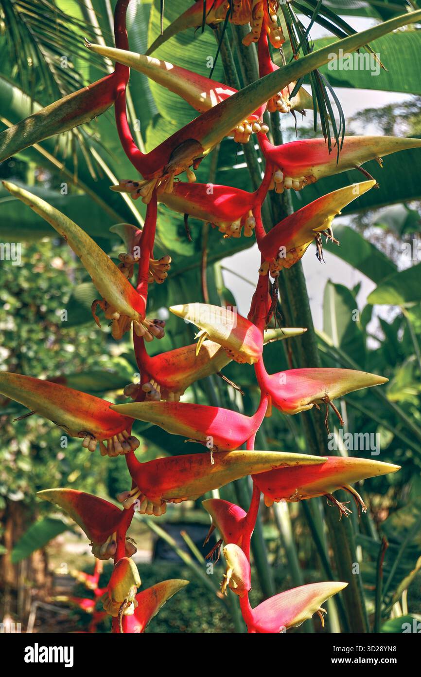 Heliconia Flower in a tropical garden in Chiang Mai. The vibrant bracts ...