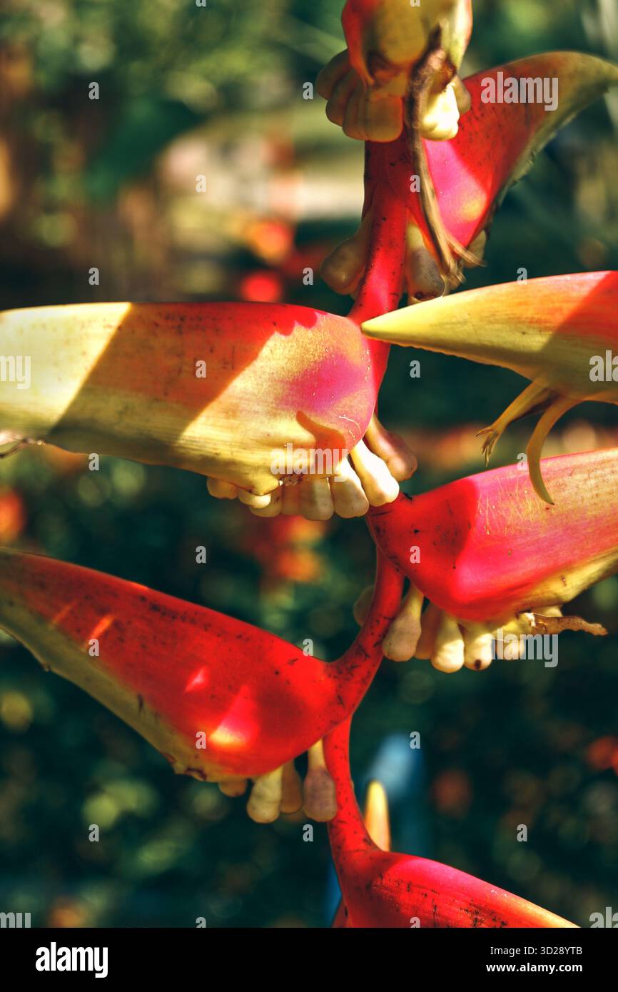 Heliconia Flower Close-Up in a tropical garden. The vibrant bracts and ...