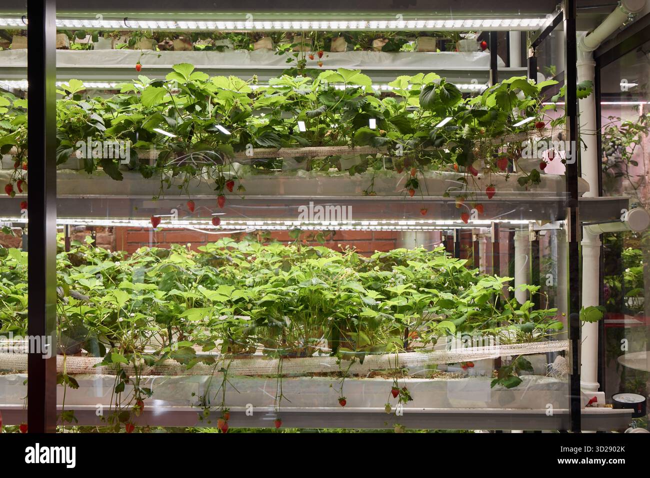 Strawberry plants grow indoors in a vertical farming setup Stock Photo ...