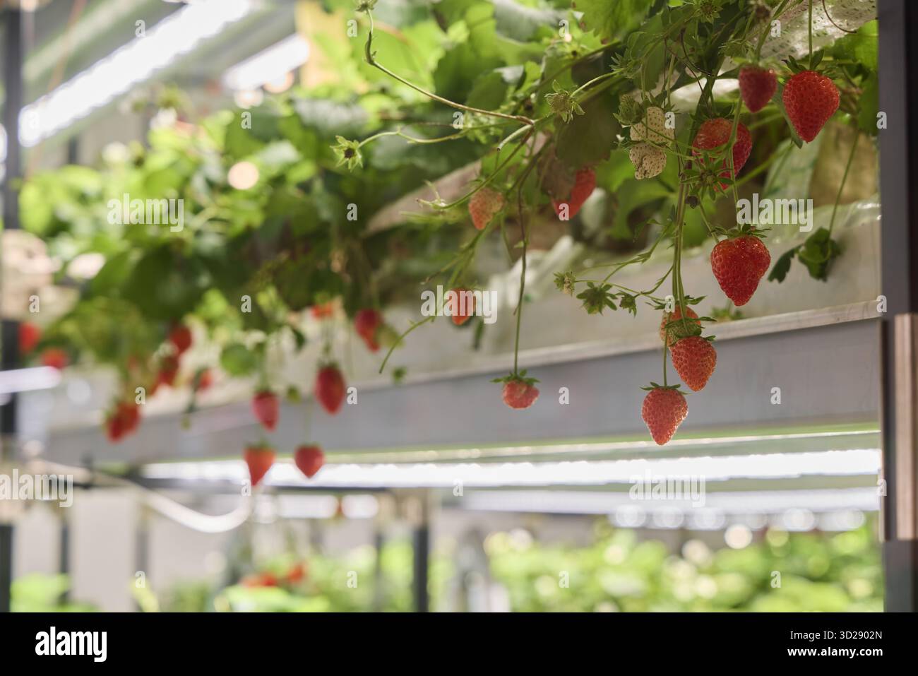 Strawberries growing in a modern indoor farm setup Stock Photo - Alamy