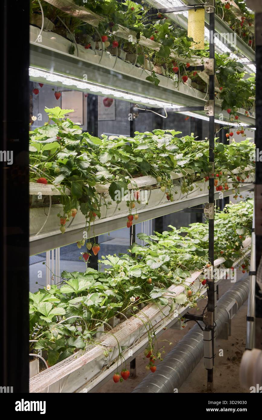 Indoor strawberry farming in a vertical hydroponic setup Stock Photo ...