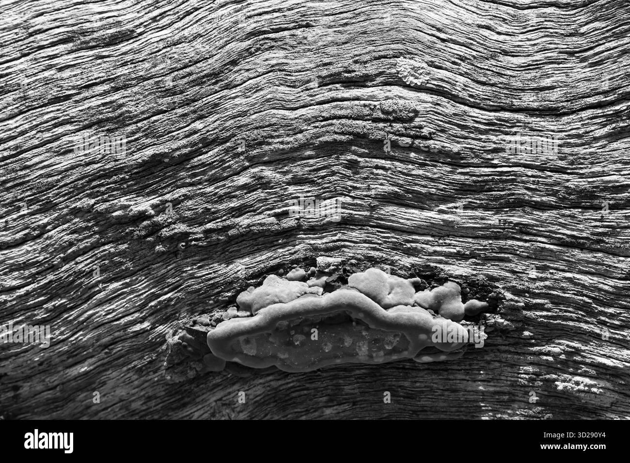 Skin growth Black and White Stock Photos & Images - Alamy