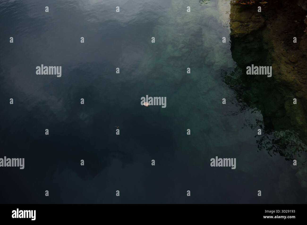 Jellyfish in dark ocean hi-res stock photography and images - Alamy