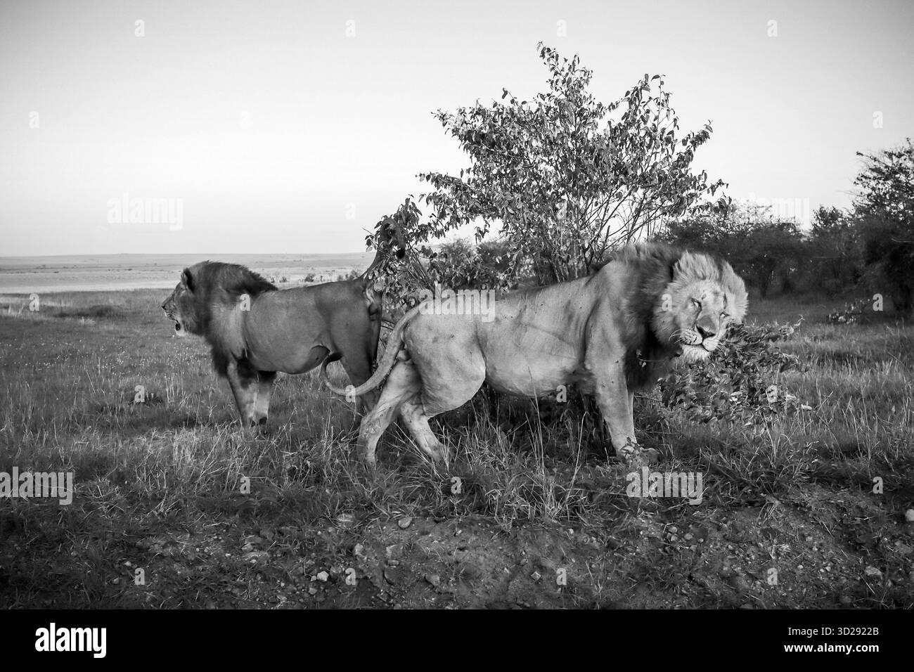 Two adult male lions are standing in the african savanna near a bush ...
